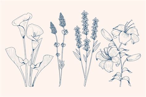 Diffe Types Of Flowers Drawing Realistic Infoupdate Org
