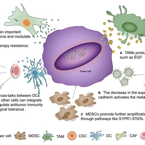 Interactions Between Cells In The Tumour Microenvironment A Tumour Download Scientific