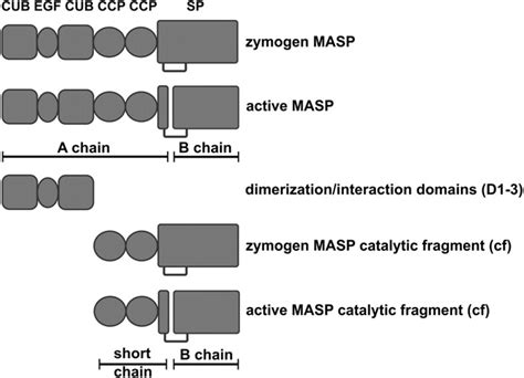 Domain Structure Of Masps And The Recombinant Fragments Used In This