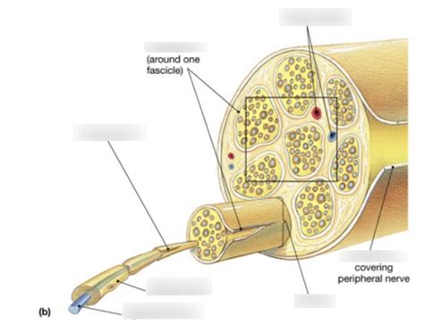Crosssectional Anatomy Of The Peripheral Nerve Inset At Left Shows An