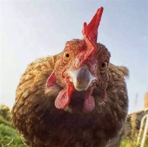 Курицы смешные картинки и фото Poknok Art