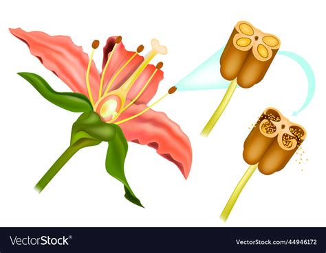 Stem Flower Cross Section Anatomy Of Plant Sexual Vector Image