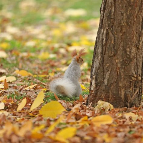 Beautiful Cute Red Squirrel Sitting On The Grass With Yellow Leaves In Park Stock Image Image