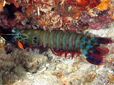 Download Vibrant Peacock Mantis Shrimp Wallpaper