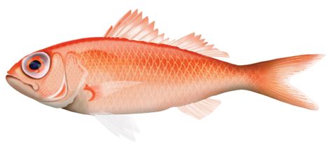 Ruby Snapper Etelis Carbunculus Marinewise