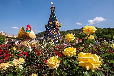 에버랜드 720품종 300만 송이 장미 만발