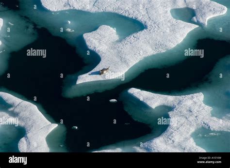 Bearded Seal Erignathus Barbatus Resting On Multi Layer Ice Chukchi Sea