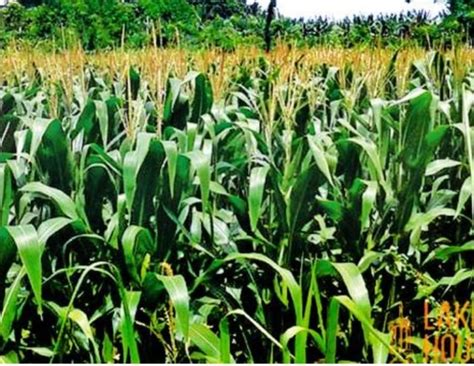 ගොවිජන එකමුතුව