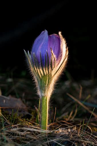 펄사틸라 파텐스가 피어납니다 일반적인 파란색 동부 파스케플라워 식물 프레리 크로커스 꽃입니다 아름다운 피는 컷 잎 말미잘 자연 환경에서 파스크 꽃입니다 0명에 대한 스톡