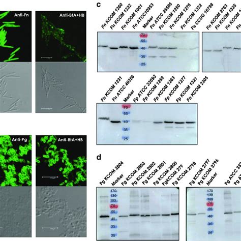 Detection Of Cognate Antigens Immunofluorescence Detection Of The