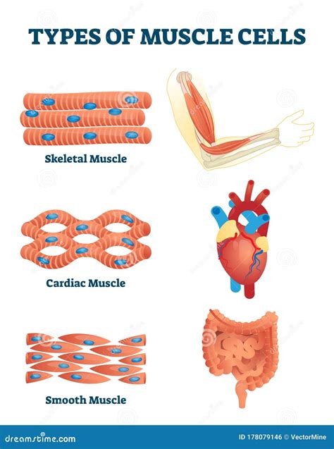 Cardiac Muscle Tissue Labeled Diagram