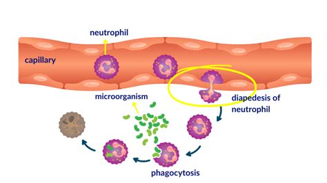 Introduction To White Blood Cells Aka Leukocytes Interactive