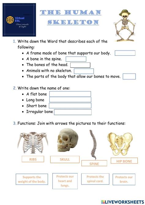the human skeleton exercise live worksheets worksheets library