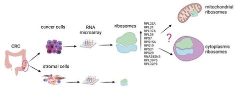 Cancers Free Full Text A Transcriptomic Approach Reveals Selective Ribosomal Remodelling In
