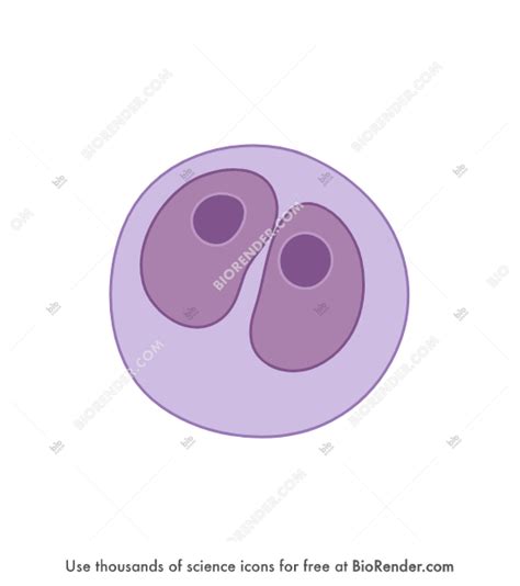 Free Reedsternberg Cells Icons Symbols And Images Biorender