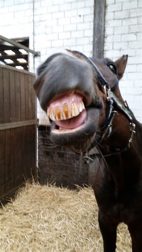 말 웃다 Pixabay의 무료 사진 Pixabay