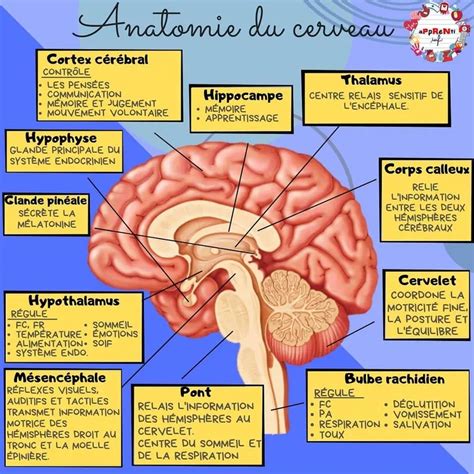 Les Lobes Et Les Scissures Artofit
