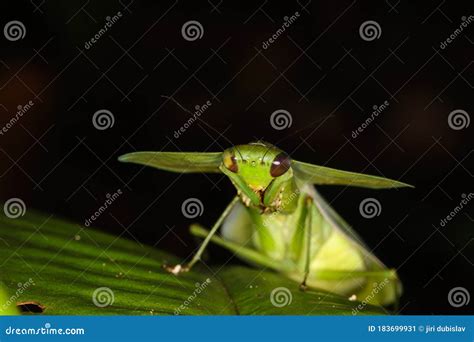 Cool Alien Looking Leaf Mimic Mantis Stock Image Image Of Green