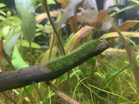 Id For The Low Grassy Algaemoss On This Spiderwood Hoping I Can