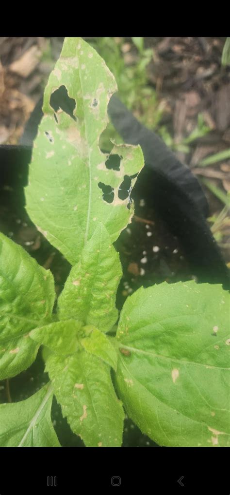 What Are Causing These Brown Spots And Holes R Sunflowers
