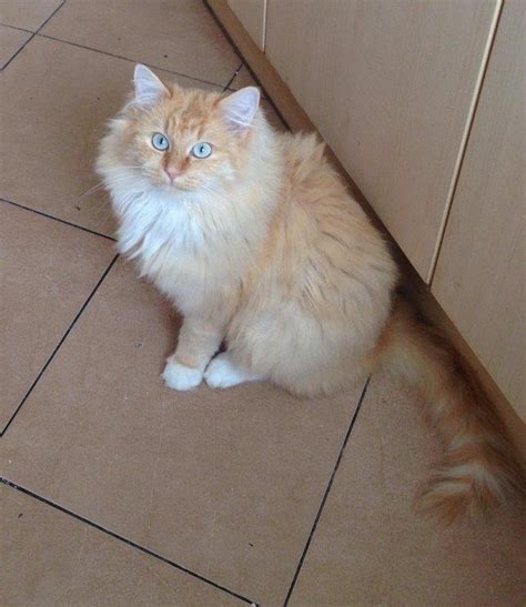 Të Mrekullueshëm Kotele Tica Ragdoll Kotele Falas Скопjе