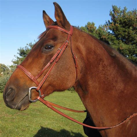 Paris Tack Padded Raised English Horse Bridle With Laced Reins Derby