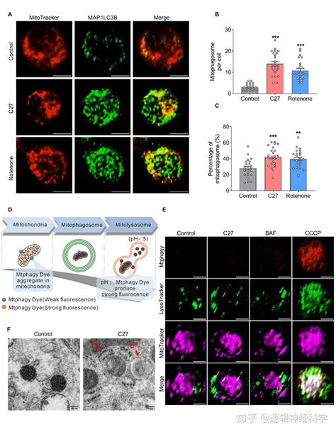Autophagy︱医科院药物所陈乃宏课题组发现cklf Cklf1通过诱导线粒体自噬缺陷与功能障碍导致了小胶质细胞激活 知乎