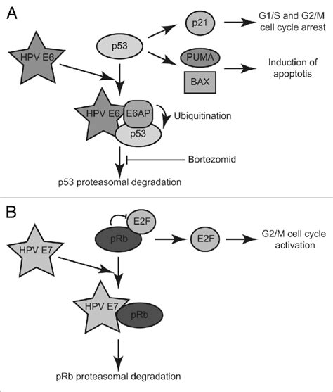 Model Representing The Role Of The E6 And E7 Viral Oncoproteins In