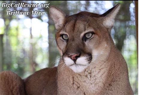 Handsome Ares Cougar Waiting For The Sicle Cart