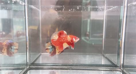 Thông Tin Người Dùng Duc Bui