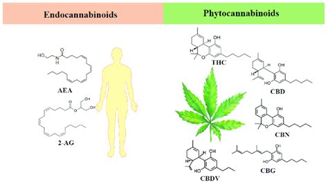 Cannabinoids The What And Why Of Cannabis Compounds Weedsociety