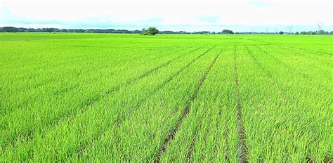 ရေကြည်မြို့နယ်၌ ယခုနှစ်မိုးစပါးစိုက်ရာသီတွင် ပေါ်ဆန်းမွှေးစပါးဧက ၂၆ ၀ သီးသန့်စိုက်ပျိုးမှုပ