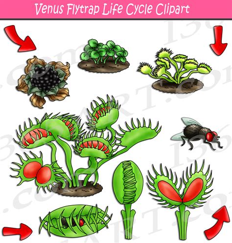 Venus Flytrap Life Cycle Clipart Set Download Clipart 4 School