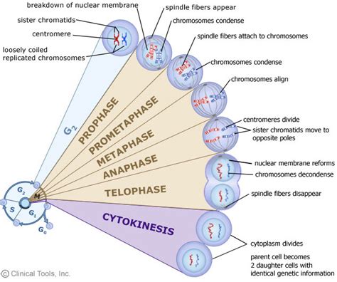 The Cell Cycle Diagram Quizlet