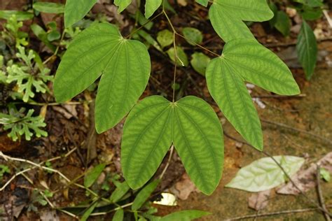 List Of Trees That Start With B Flora Fauna Fun