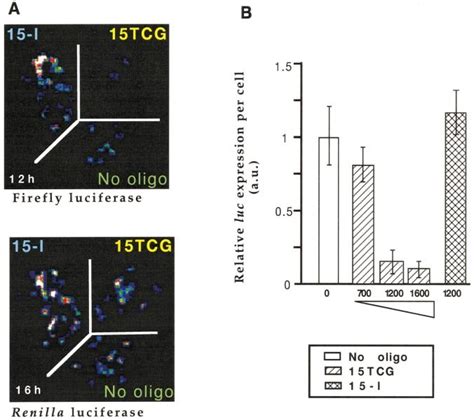 Nuclear Microinjection A Fire¯y Pptluc And Renilla Sv40rl