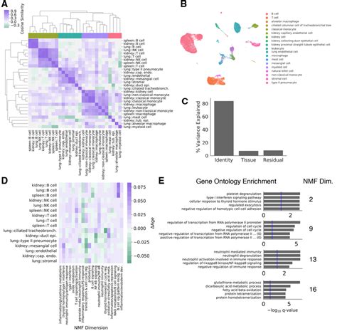 Cell Identity And Tissue Environment Influence Aging Trajectories Download Scientific Diagram