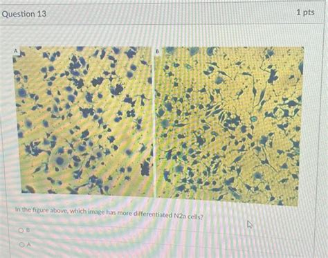 Solved Question 13 A B In The Figure Above Which Image Has