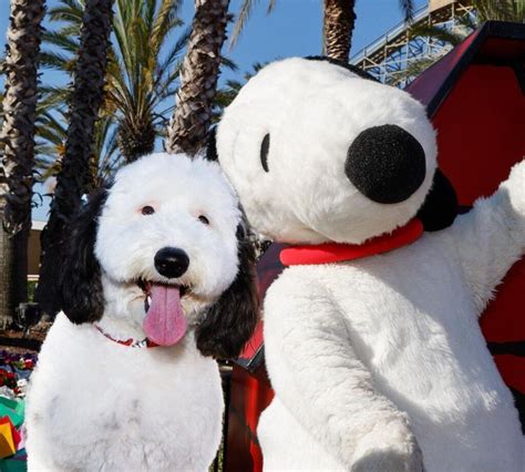 Bayley The Sheepadoodle Celebrated Snoopys Birthday With Snoopy