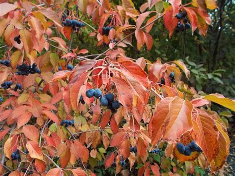 Nannyberry Viburnum Lentago Sheepberry Nanny Berry Viburnum