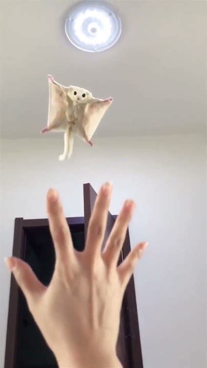 귀여운 날다람쥐 Youtube