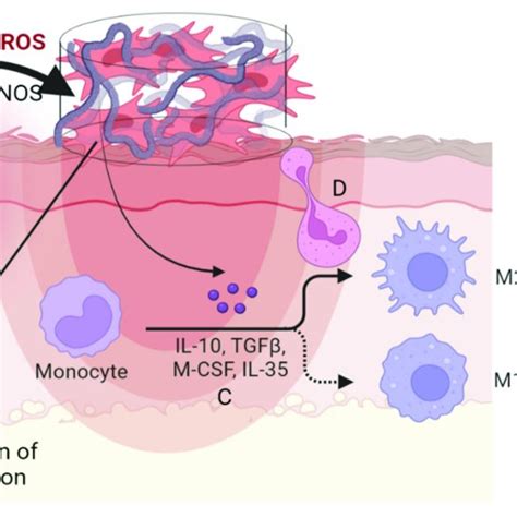 Regulation Of The Inflammatory Response By Tissue Engineering Devices