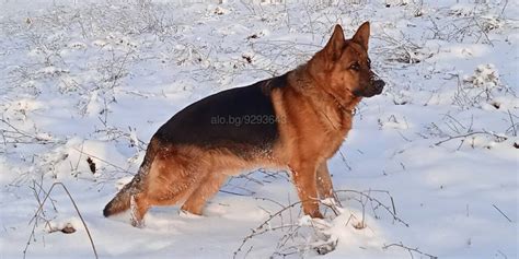 Немска овчарка Немска овчарка 11 месеца Женско Стандартен Чистокръвно