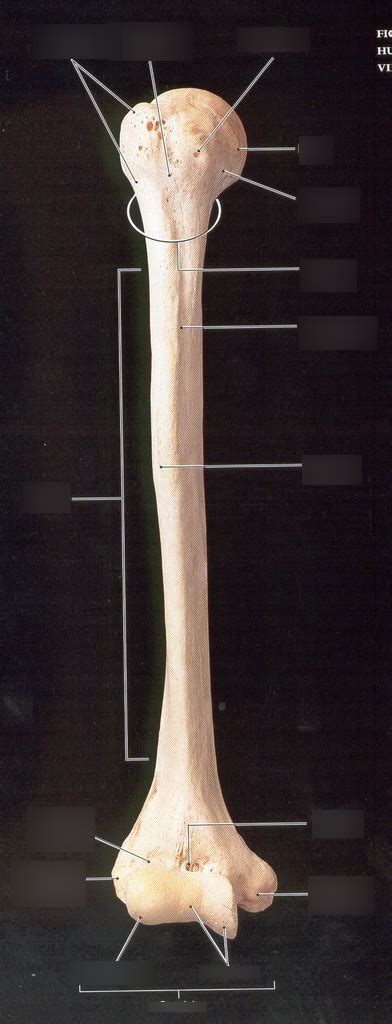 Bio 201 Lab 6 Humerus Diagram Quizlet