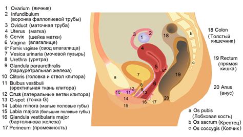 Filefemale Anatomy With G Spot Russpng Wikimedia Commons