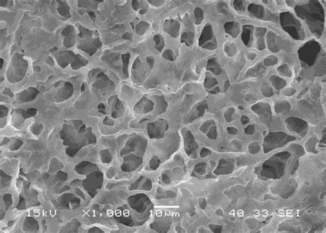 6 Imágenes Del Microscopio De Barrido Electrónico De La Muestra D