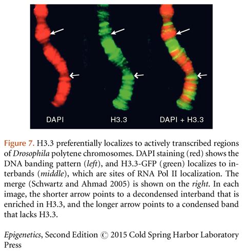 Histone Variants And Epigenetics