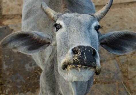 Gujarat Man Arrested For Unnatural Sex With Cows Leaving One Of The
