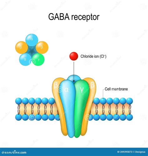 Gaba Molecule Molecular Structure Gamma Aminobutyric Acid Ball And