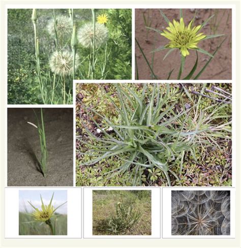 Wsu Crops 305 Weed Set 3 Flashcards Quizlet